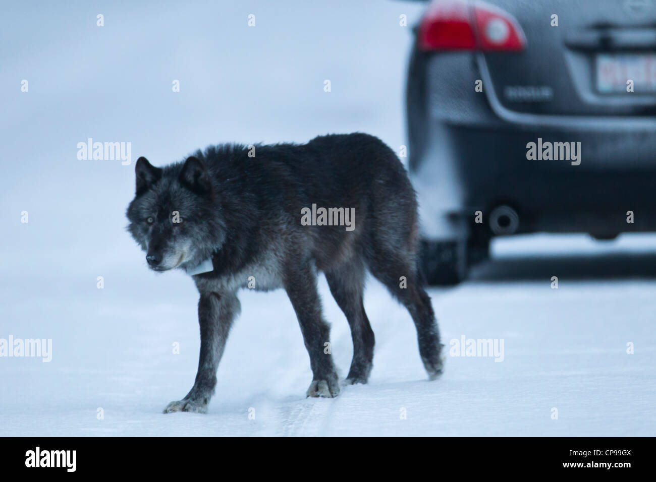 A gray wolf walks on a road in Banff National Park, Alberta, Canada ...