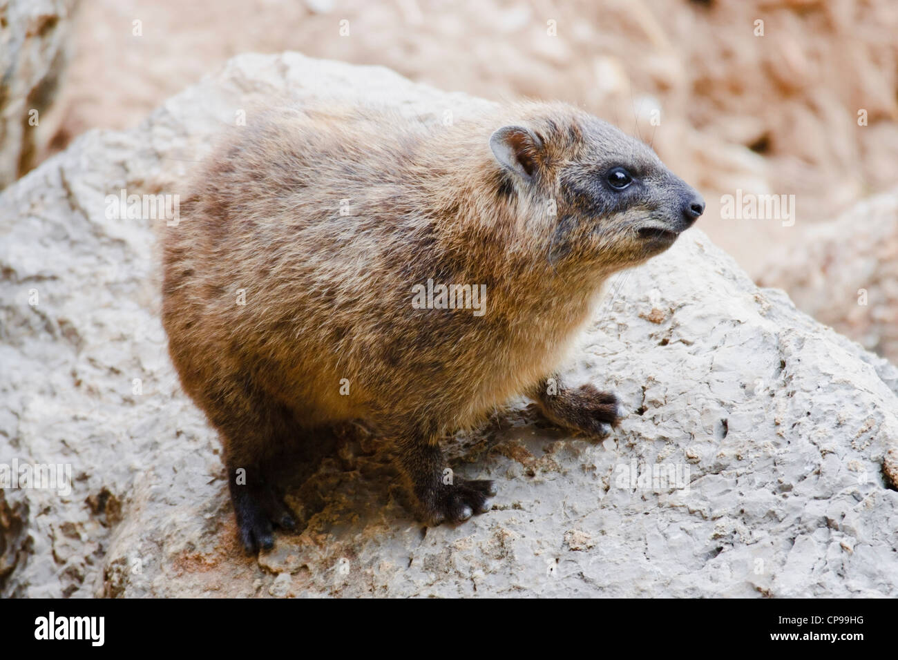 A rock hyrax/cape hyrax (Procavia capensis) stands guard on a rock ...