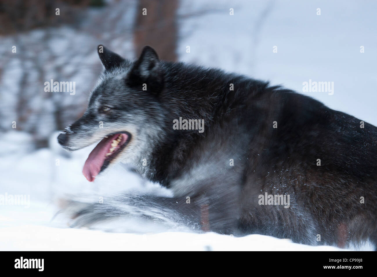 A gray wolf walks through the snow in Banff National Park, Alberta ...