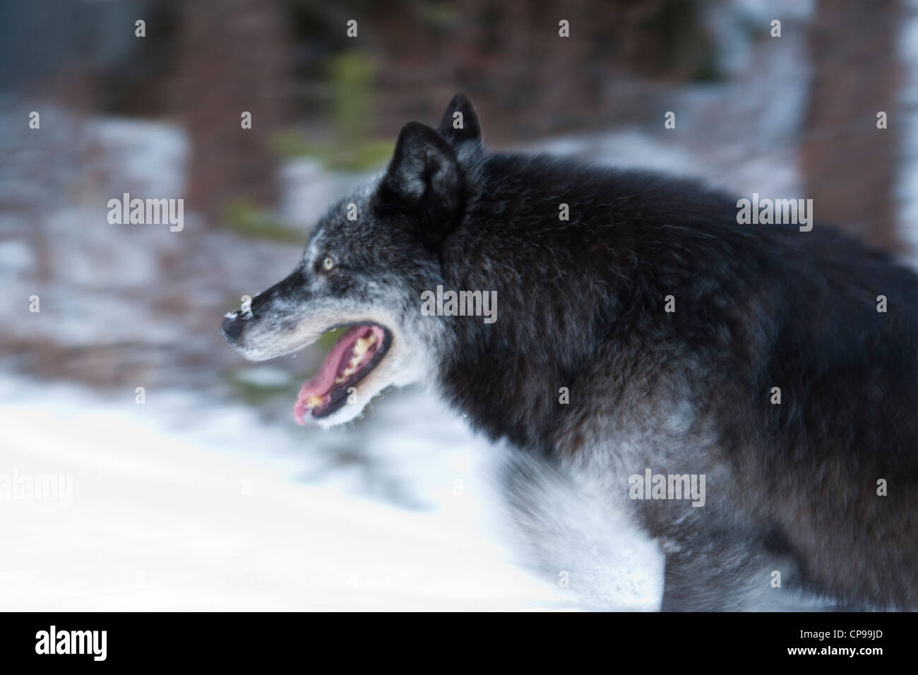A gray wolf walks through the snow in Banff National Park, Alberta ...