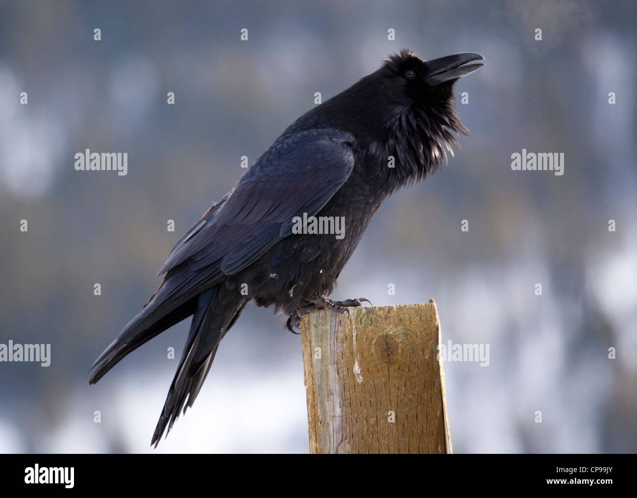 Raven canada winter not crow hi-res stock photography and images - Alamy