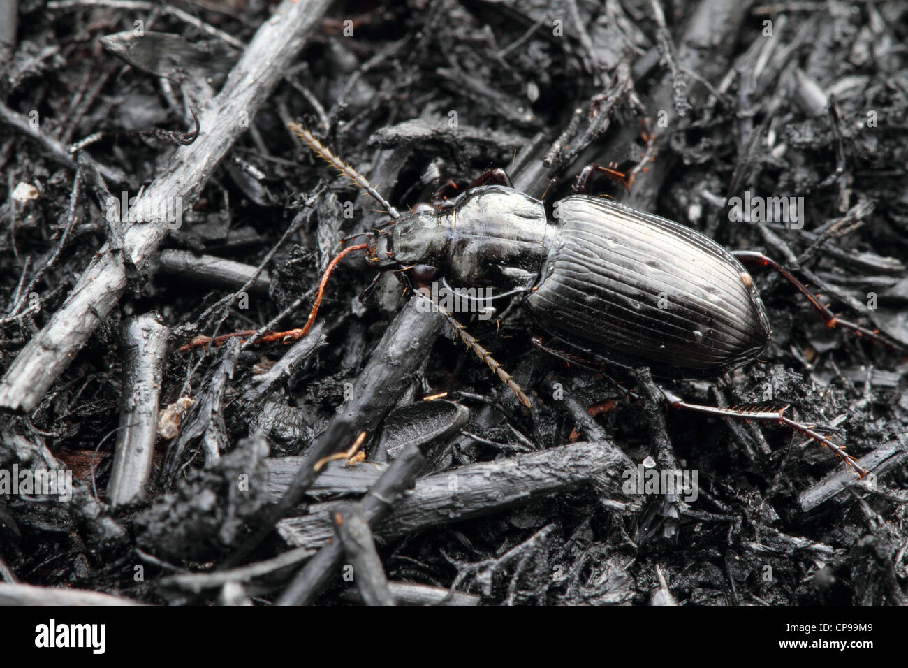 The ground beetle species Pterostichus quadrifoveolatus which is very ...