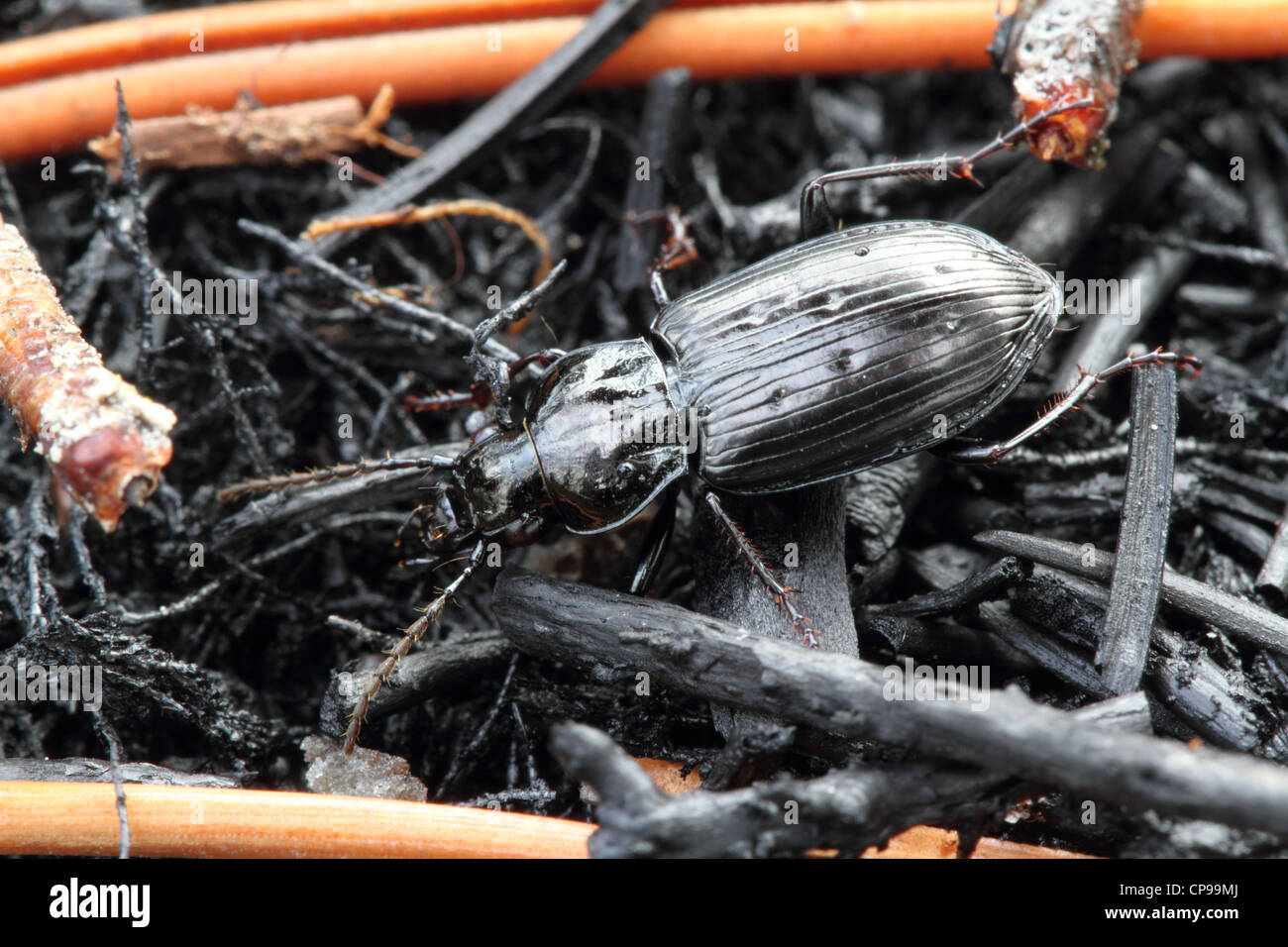 Black fire beetle hi-res stock photography and images - Alamy