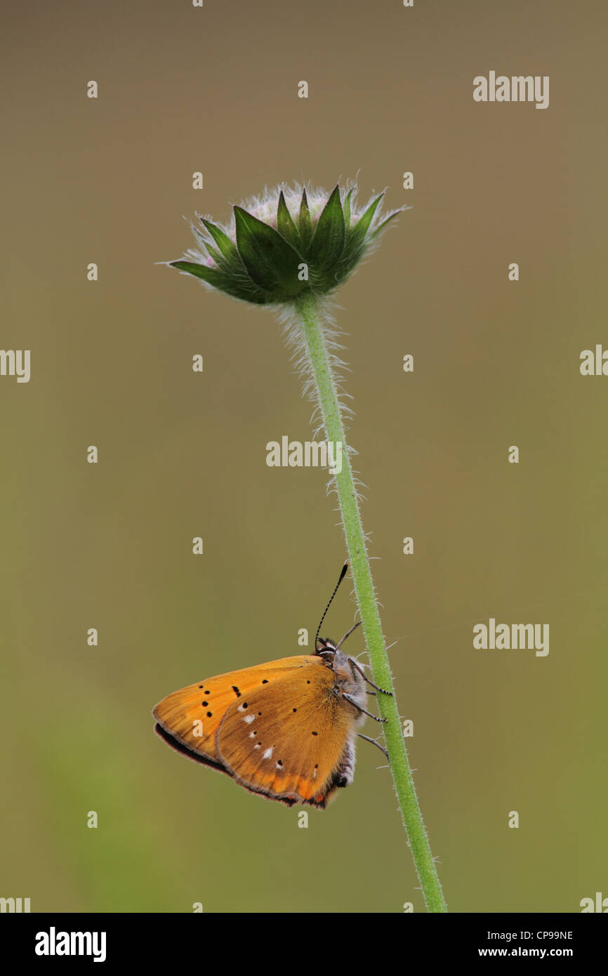 Resting wings hi-res stock photography and images - Alamy
