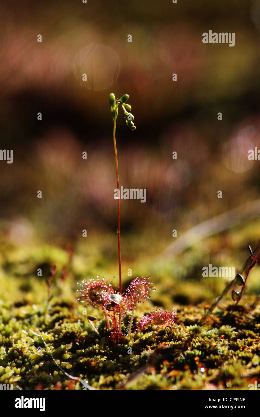 Backlit flowering Round-leaved Sundew (Drosera rotundifolia Stock Photo ...