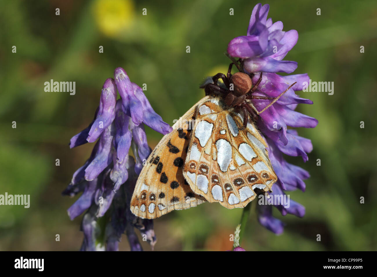 A closeup of a crab spider with prey (the colourful butterfly species ...