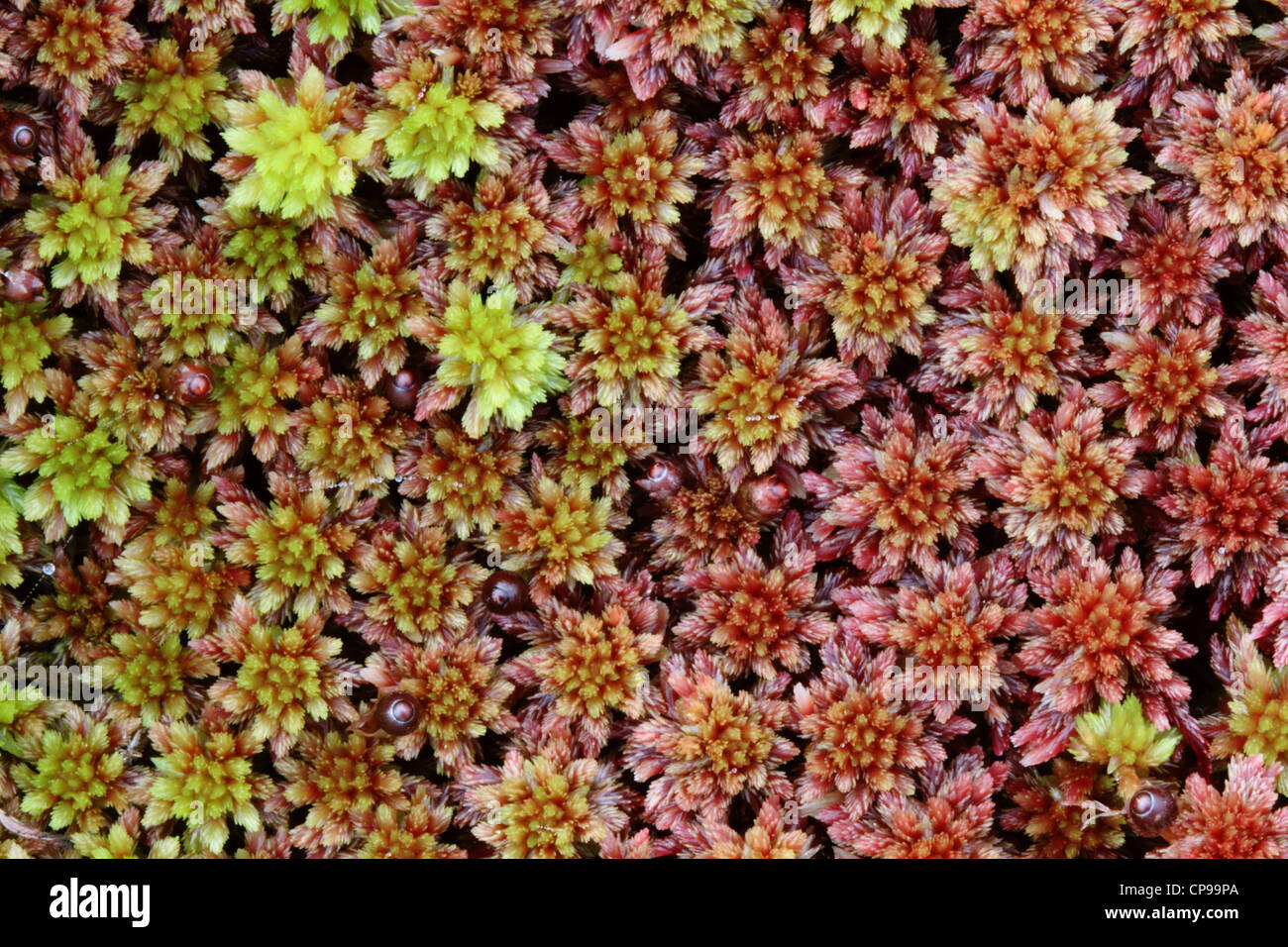 Red bog moss hi-res stock photography and images - Alamy