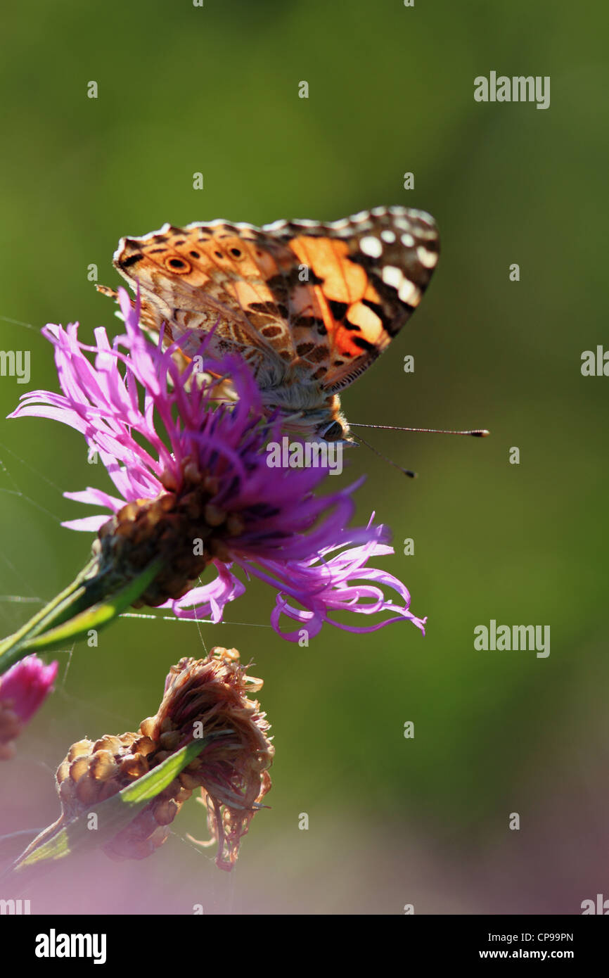 Vanessa cardui migration hi-res stock photography and images - Alamy
