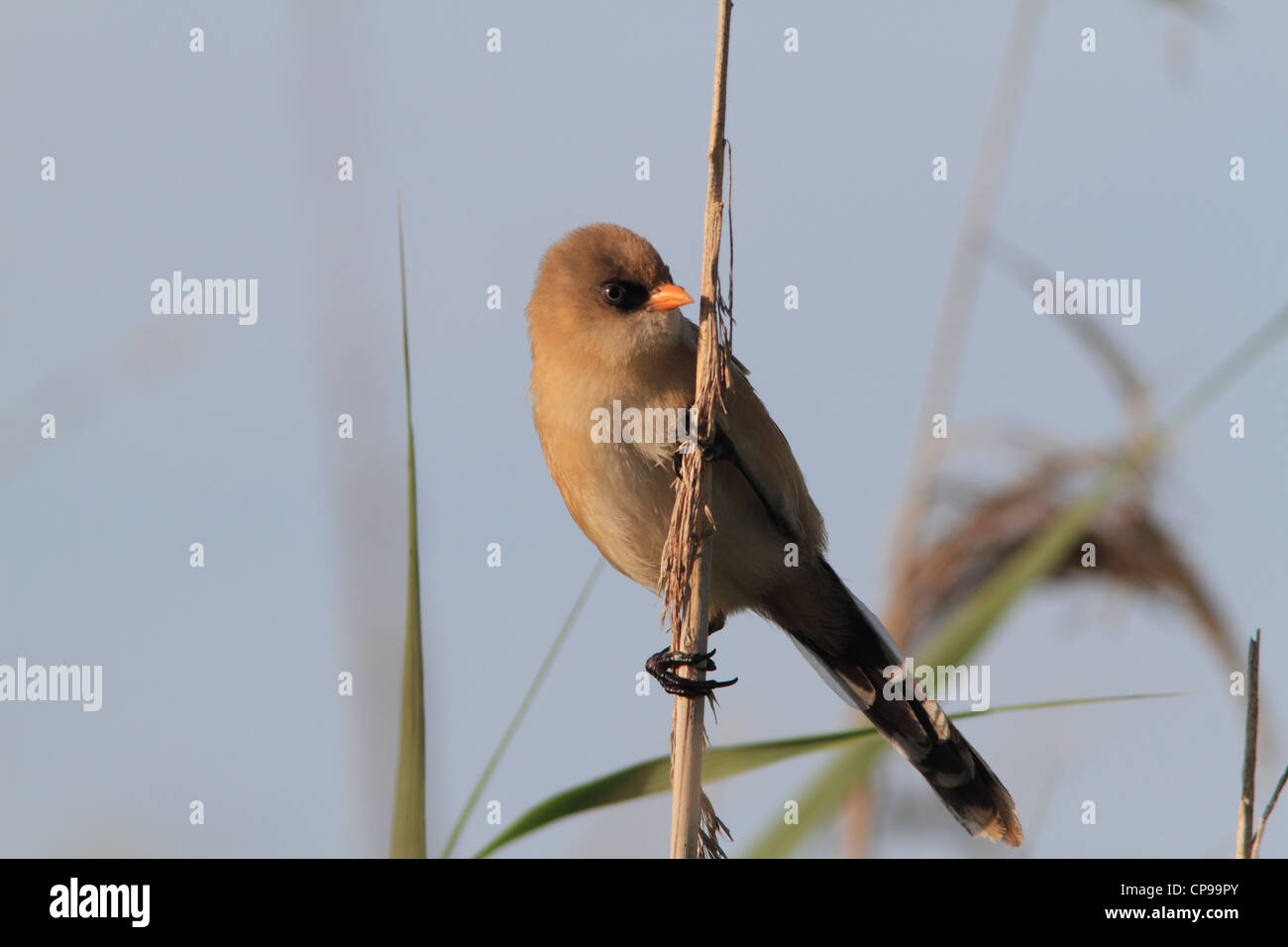 Bearded Reedling (Panurus biarmicus) juvenile male on reed Stock Photo ...
