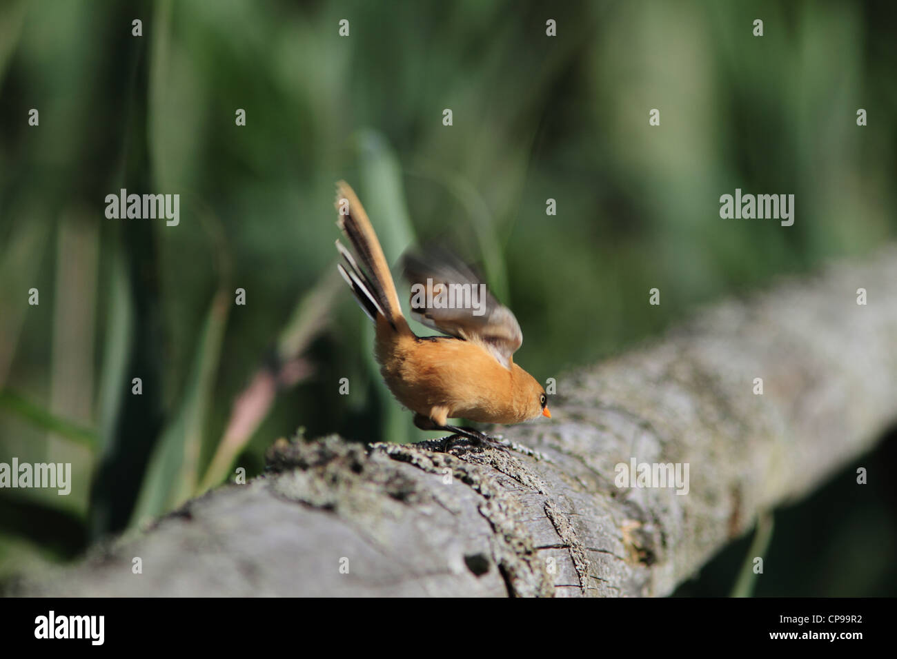 Bearded Reedling (Panurus biarmicus Stock Photo - Alamy