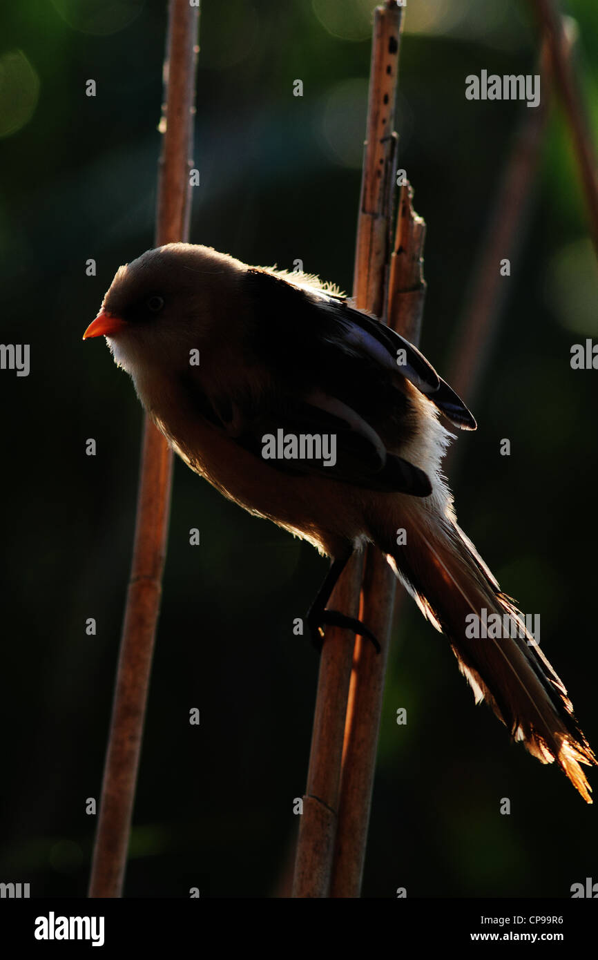 Backlit Bearded Reedling (Panurus biarmicus). The rimlight creates a ...