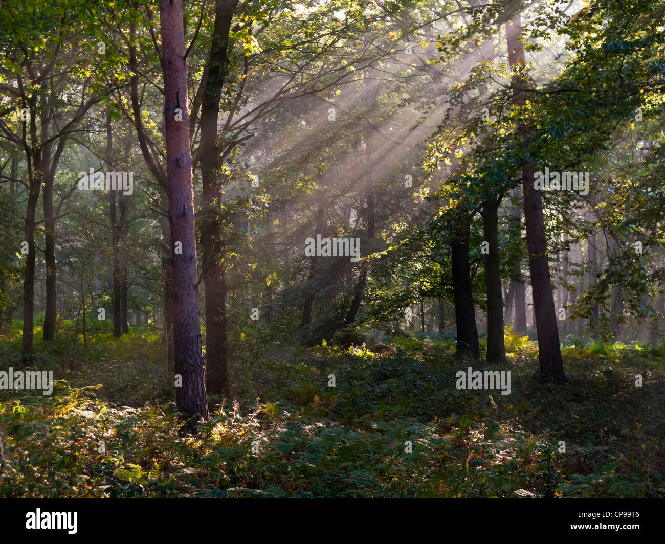 Sunlight streaming through trees in woodland with sunbeams lighting the ...