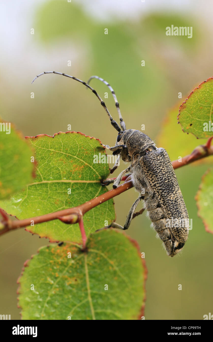 Longhorn beetle Saperda carcharias resting Stock Photo - Alamy