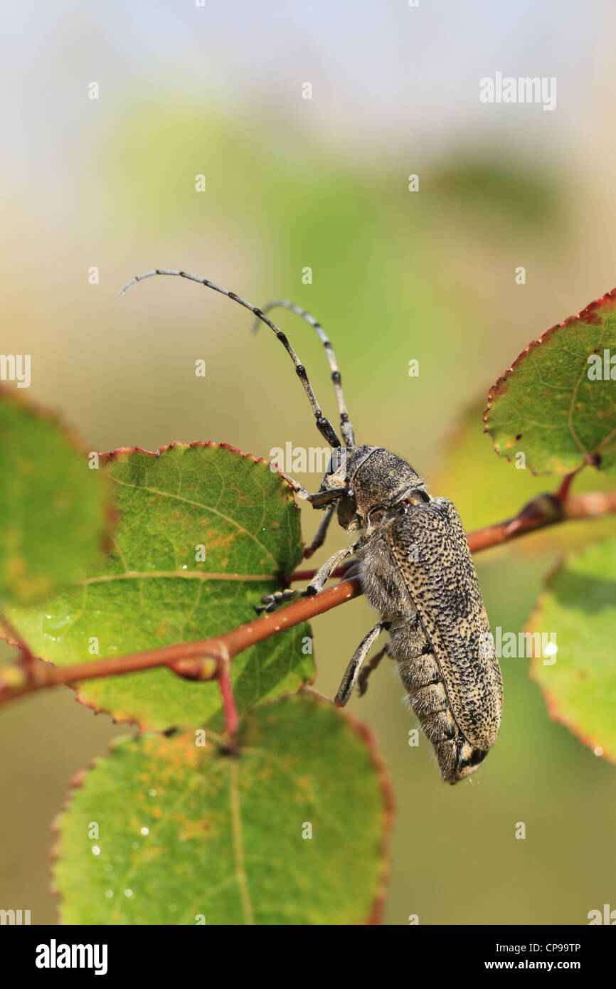 Saperda High Resolution Stock Photography and Images - Alamy