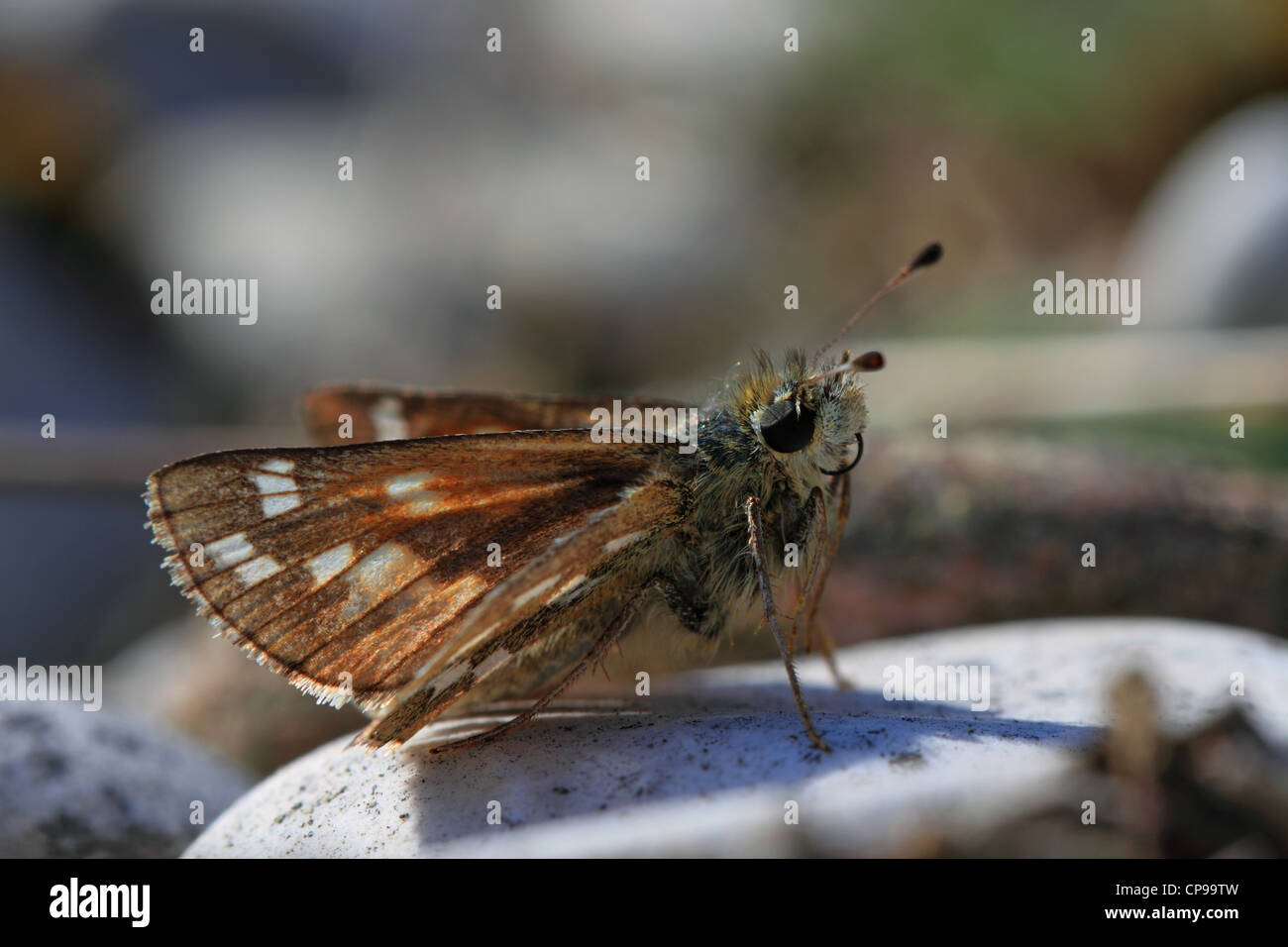 Silver-spotted Skipper (Hesperia comma) resting on the ground Stock ...