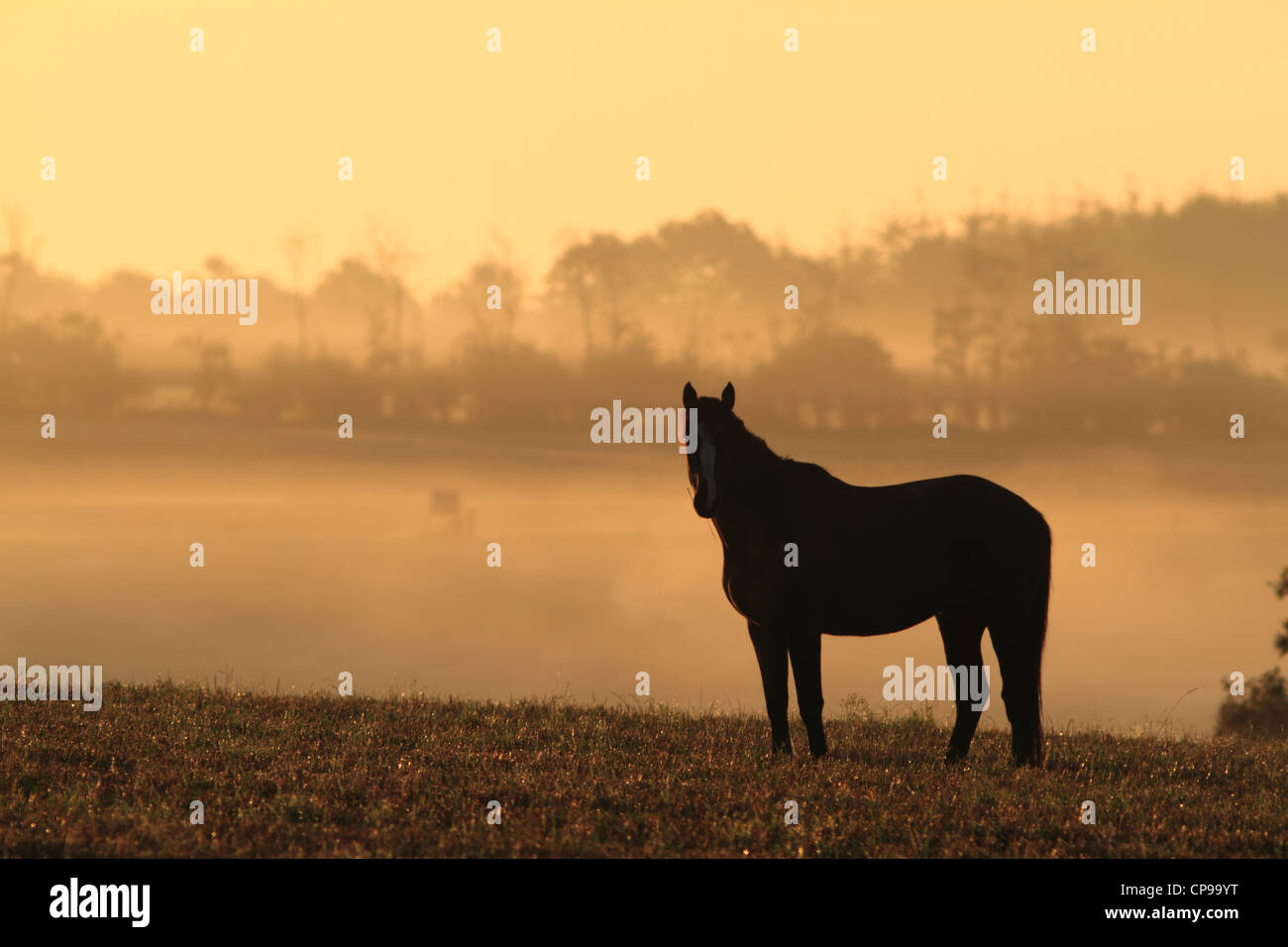 Domestic horse hi-res stock photography and images - Alamy