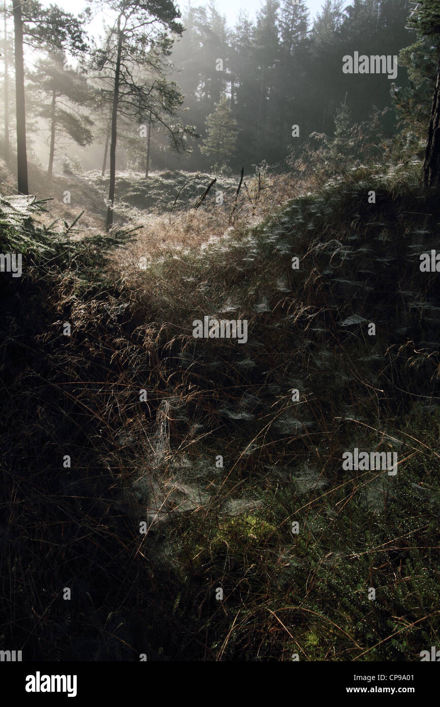 Small cobwebs covering the ground Stock Photo - Alamy