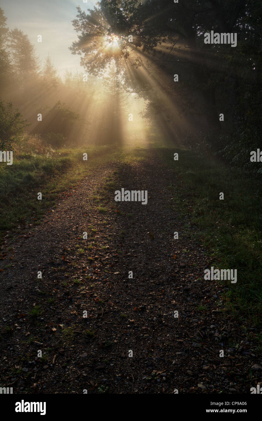 Morning sunlight filters through the leaves of an oak tree (HDR image ...