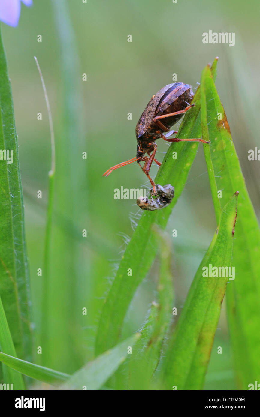 The predatory shield bug species Picromerus bidens with prey Stock ...