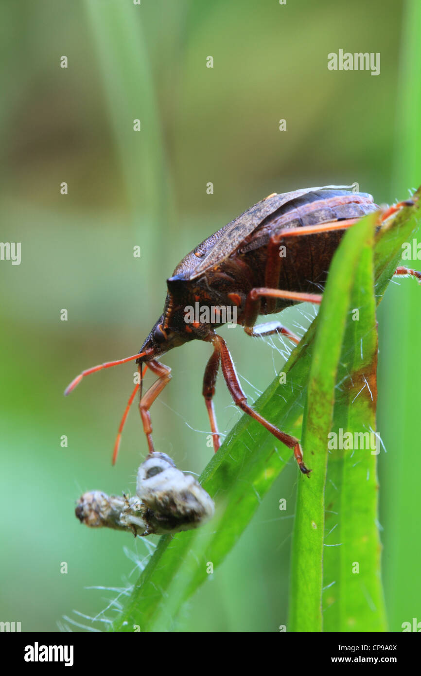 The predatory shield bug species Picromerus bidens with prey Stock ...