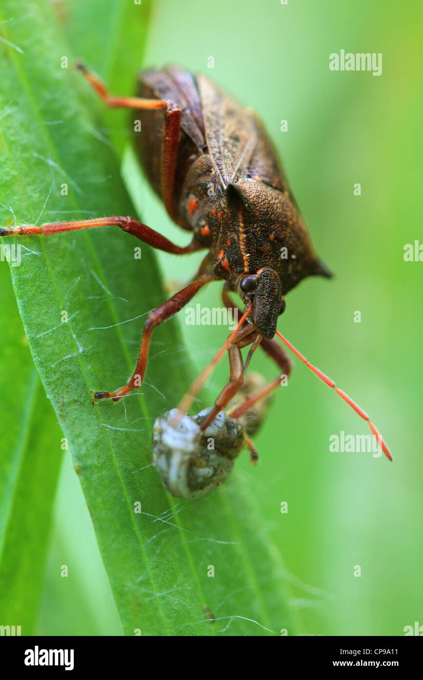 The predatory shield bug species Picromerus bidens with prey Stock ...