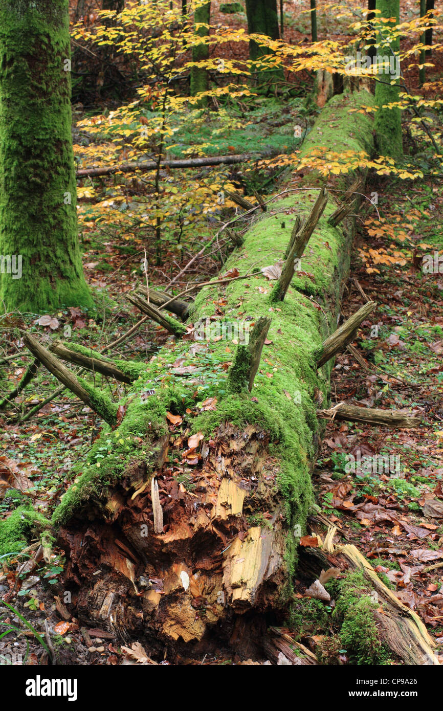 Decomposing tree trunk on the forest floor Stock Photo - Alamy
