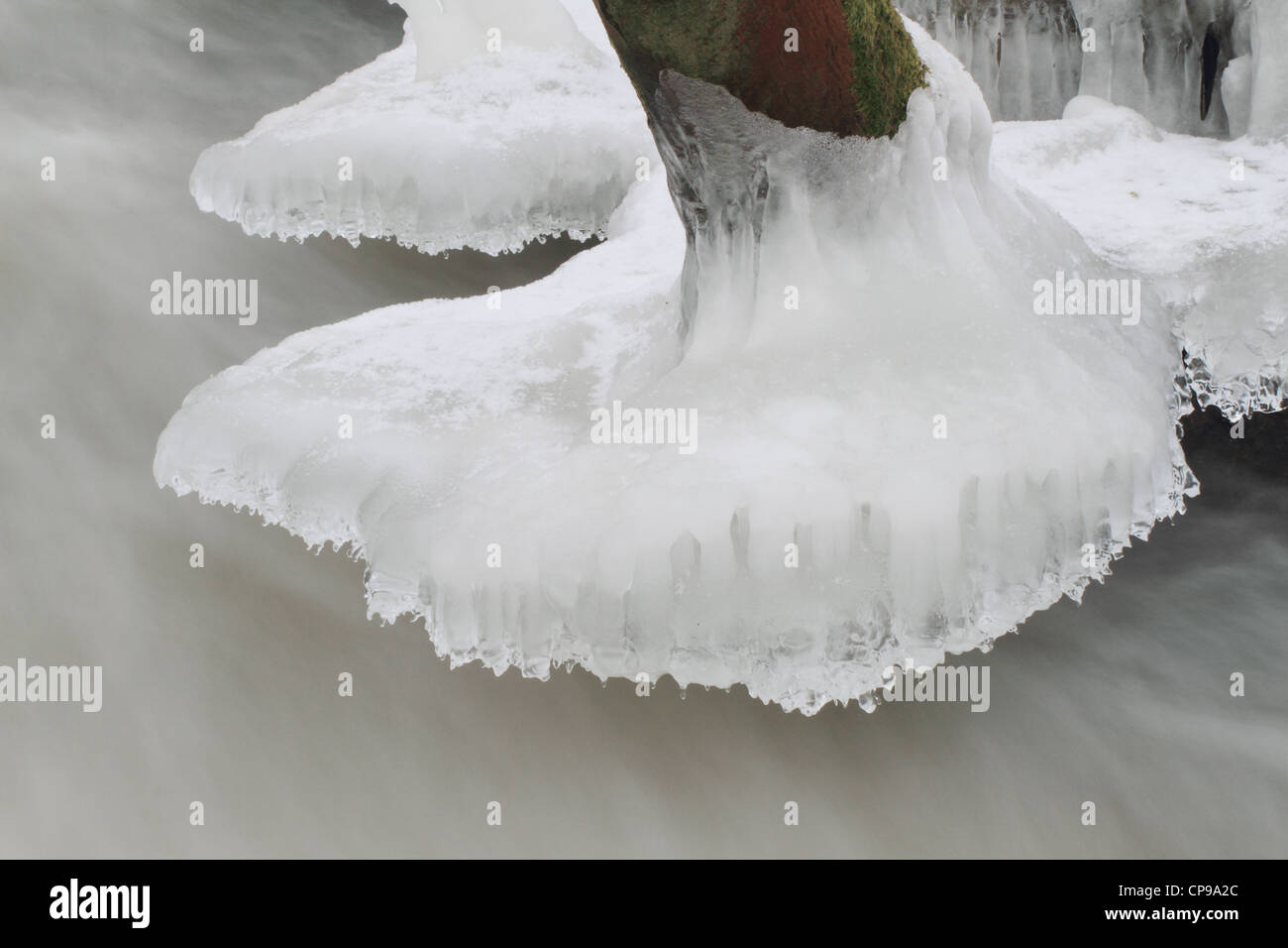 Ice forming at the base of a tree trunk Stock Photo - Alamy