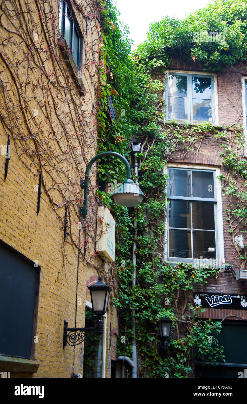 Vine covered walls hi-res stock photography and images - Alamy