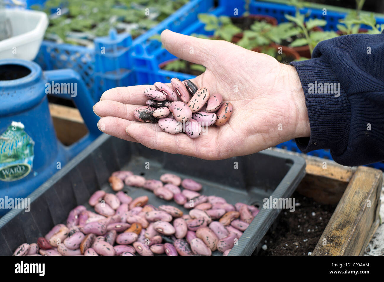 Gardeners had holding runner bean seeds Stock Photo - Alamy