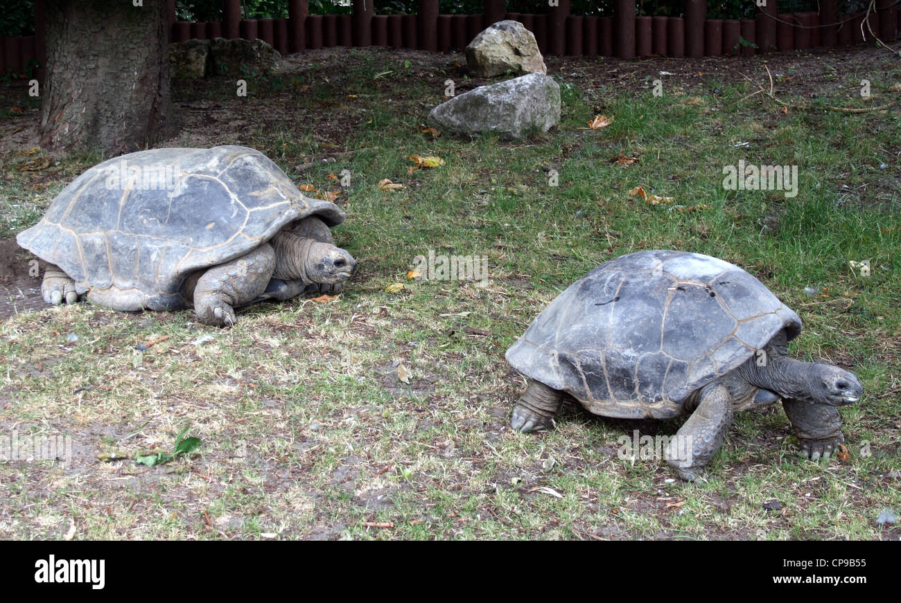 Aldabra tortoises mating hi-res stock photography and images - Alamy