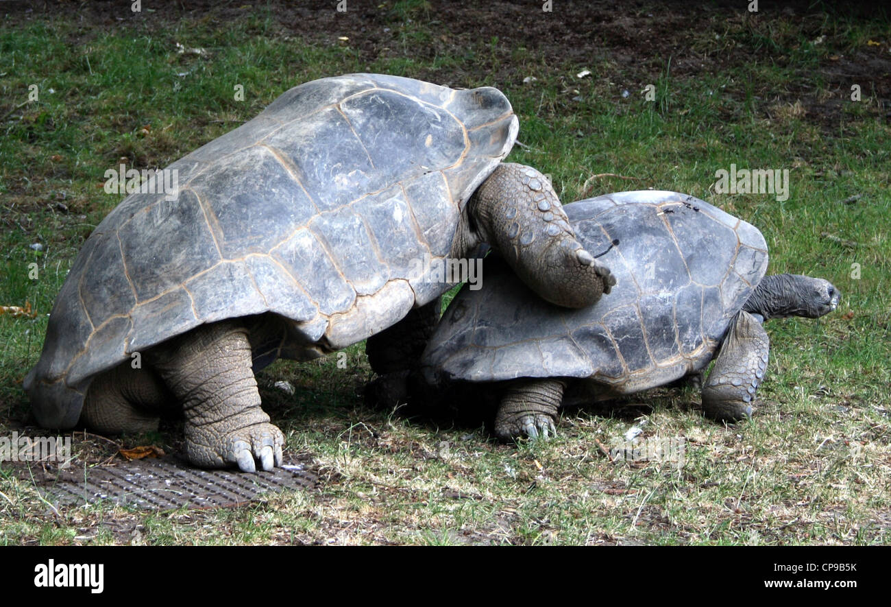 Aldabra tortoises mating hi-res stock photography and images - Alamy
