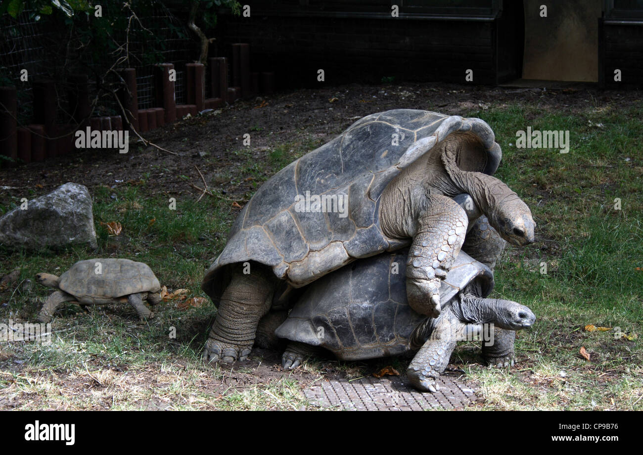 Aldabra tortoises mating Stock Photo - Alamy
