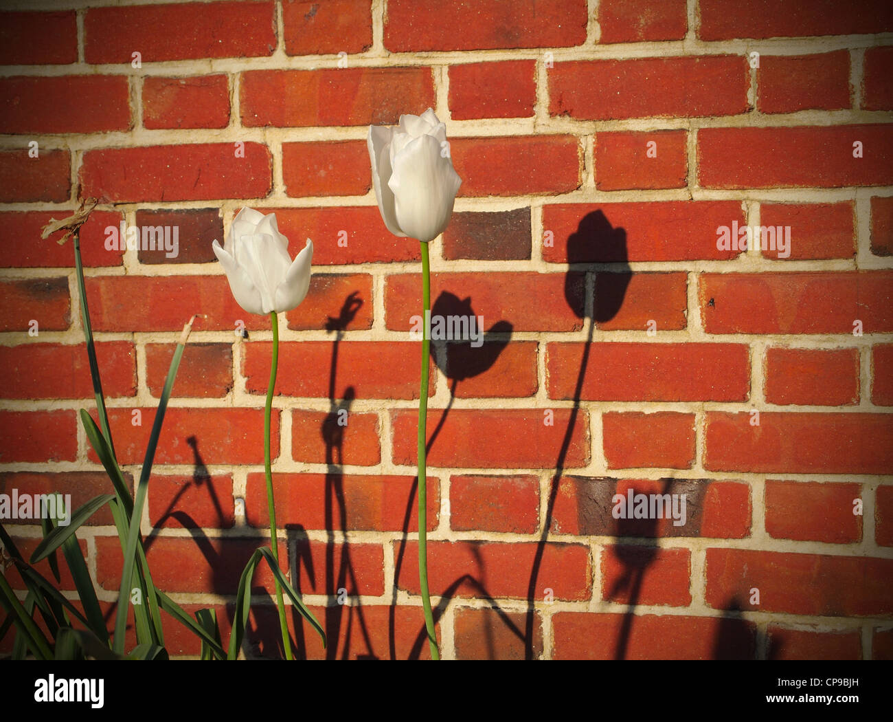 White tulips and their shadows against a brick wall in late afternoon ...