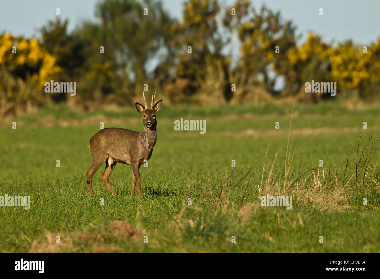 Roe Deer buck in short crop field Stock Photo - Alamy