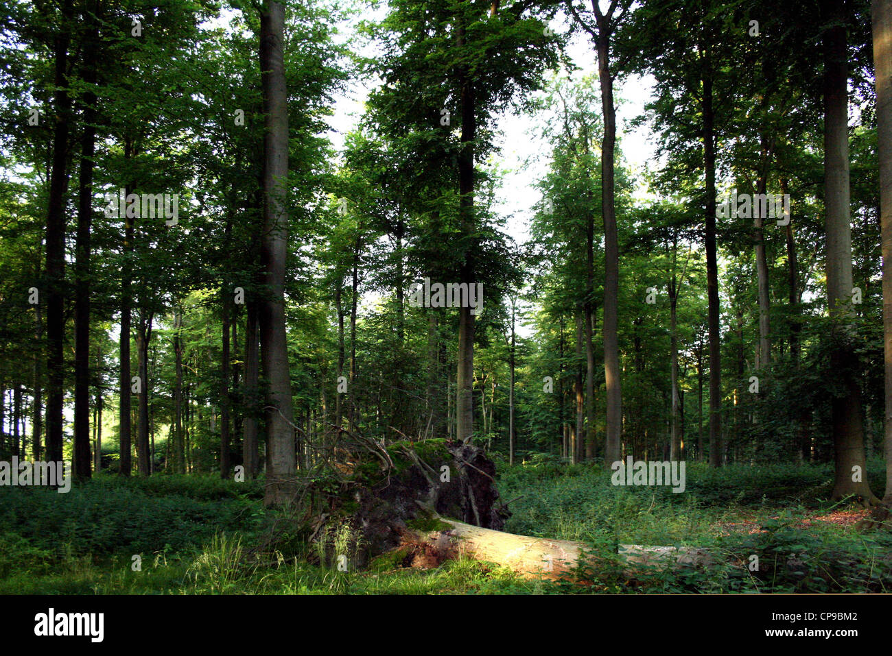 Death of tree hi-res stock photography and images - Alamy