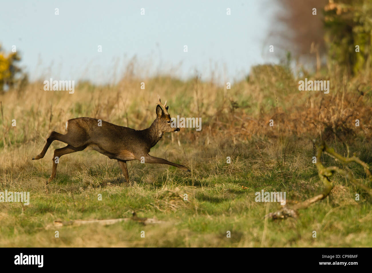 Roe Deer buck in short crop field Stock Photo - Alamy