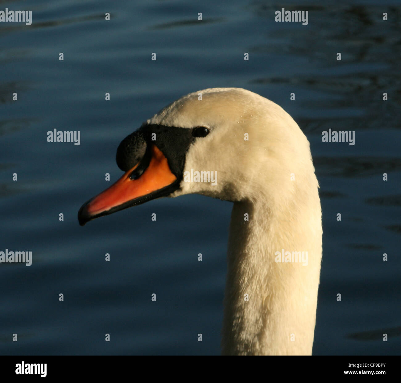 Portrait of a swan Stock Photo - Alamy