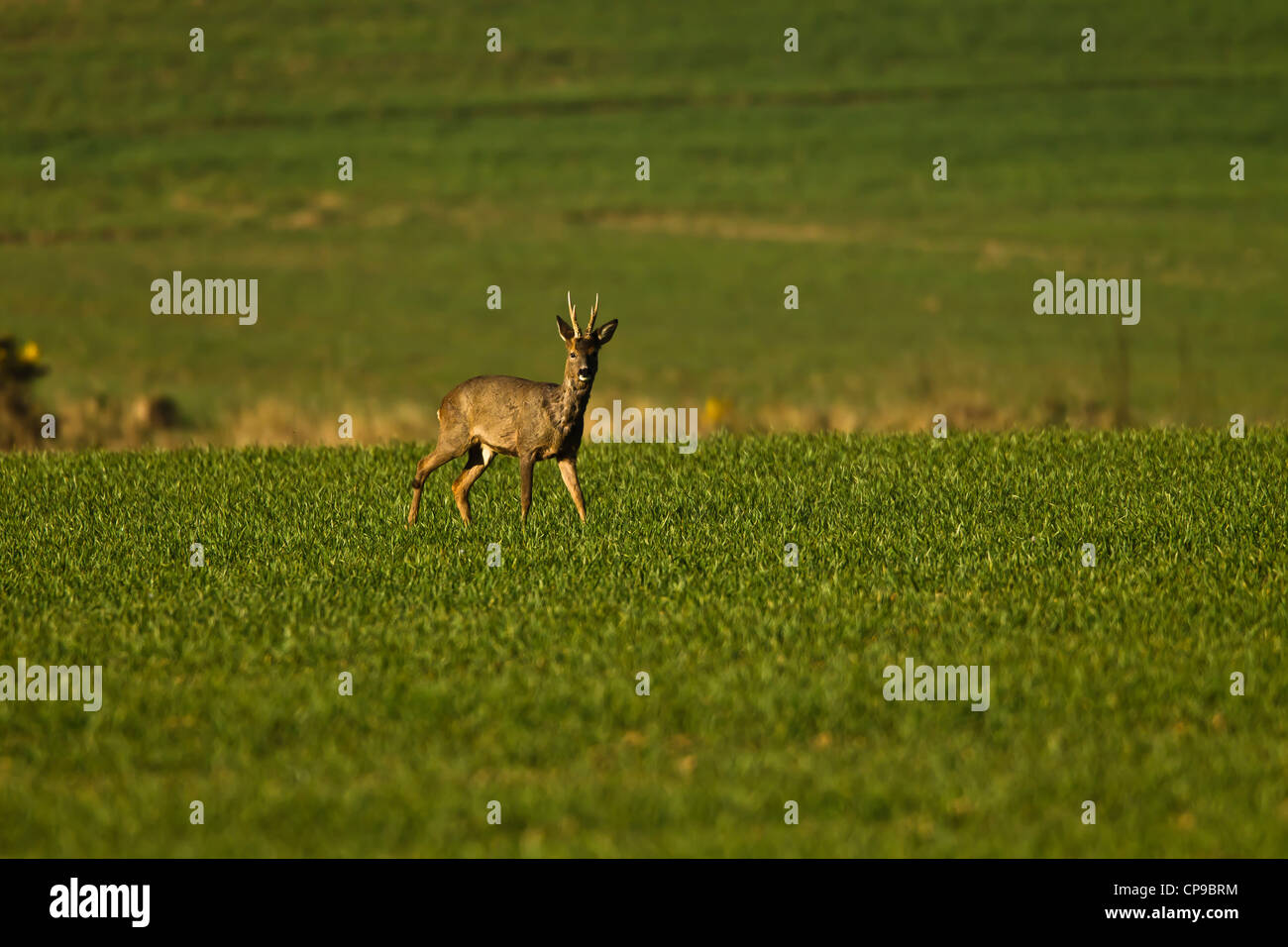 Roe Deer buck in short crop field Stock Photo - Alamy