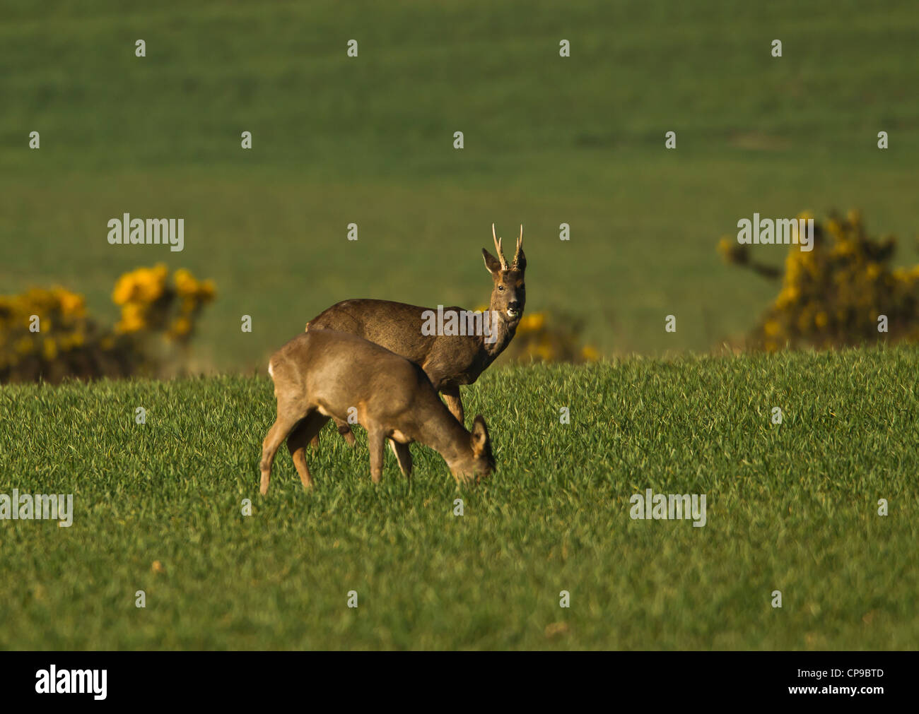 Roe Deer buck in short crop field Stock Photo - Alamy