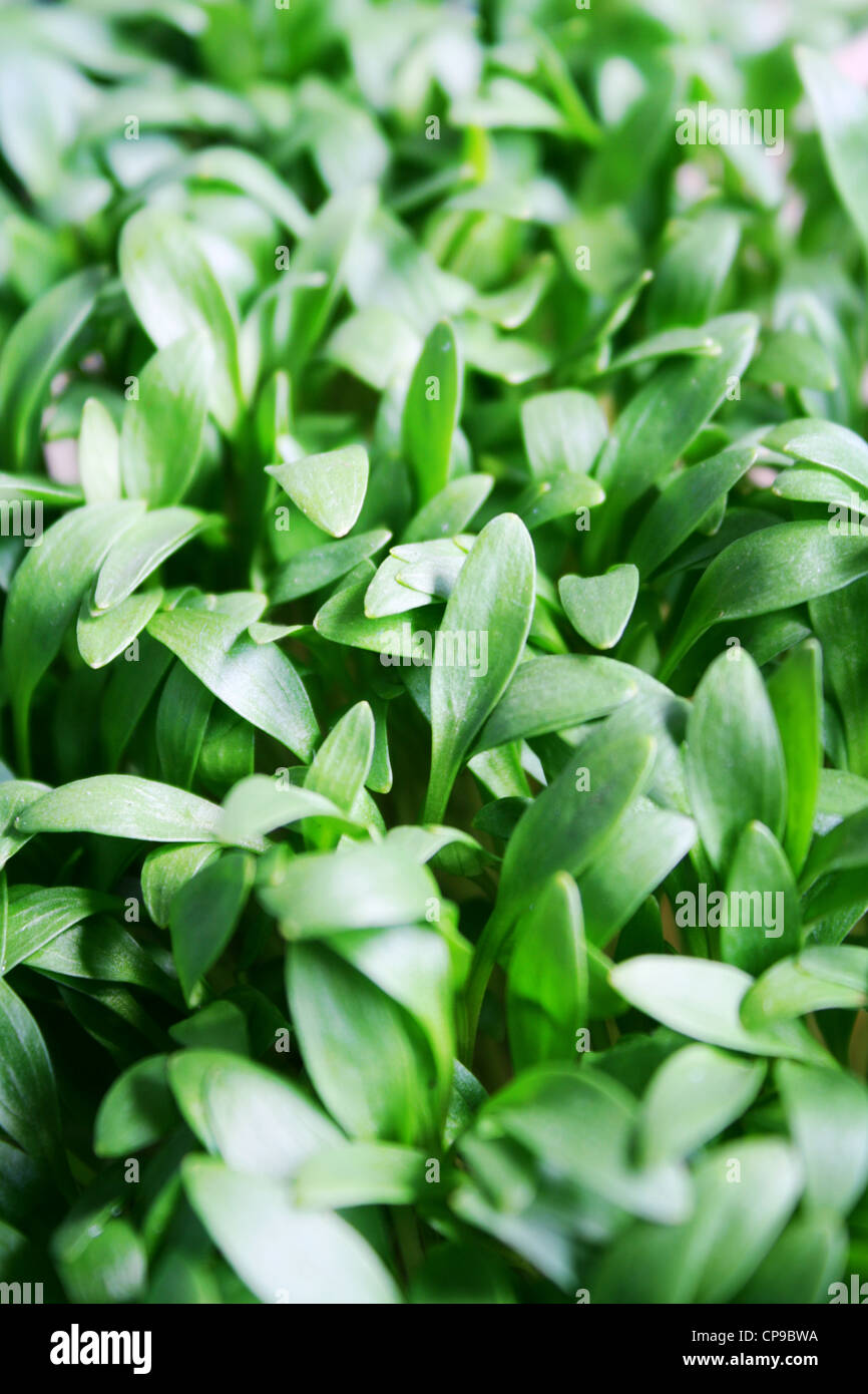 Cress leaves hi-res stock photography and images - Alamy