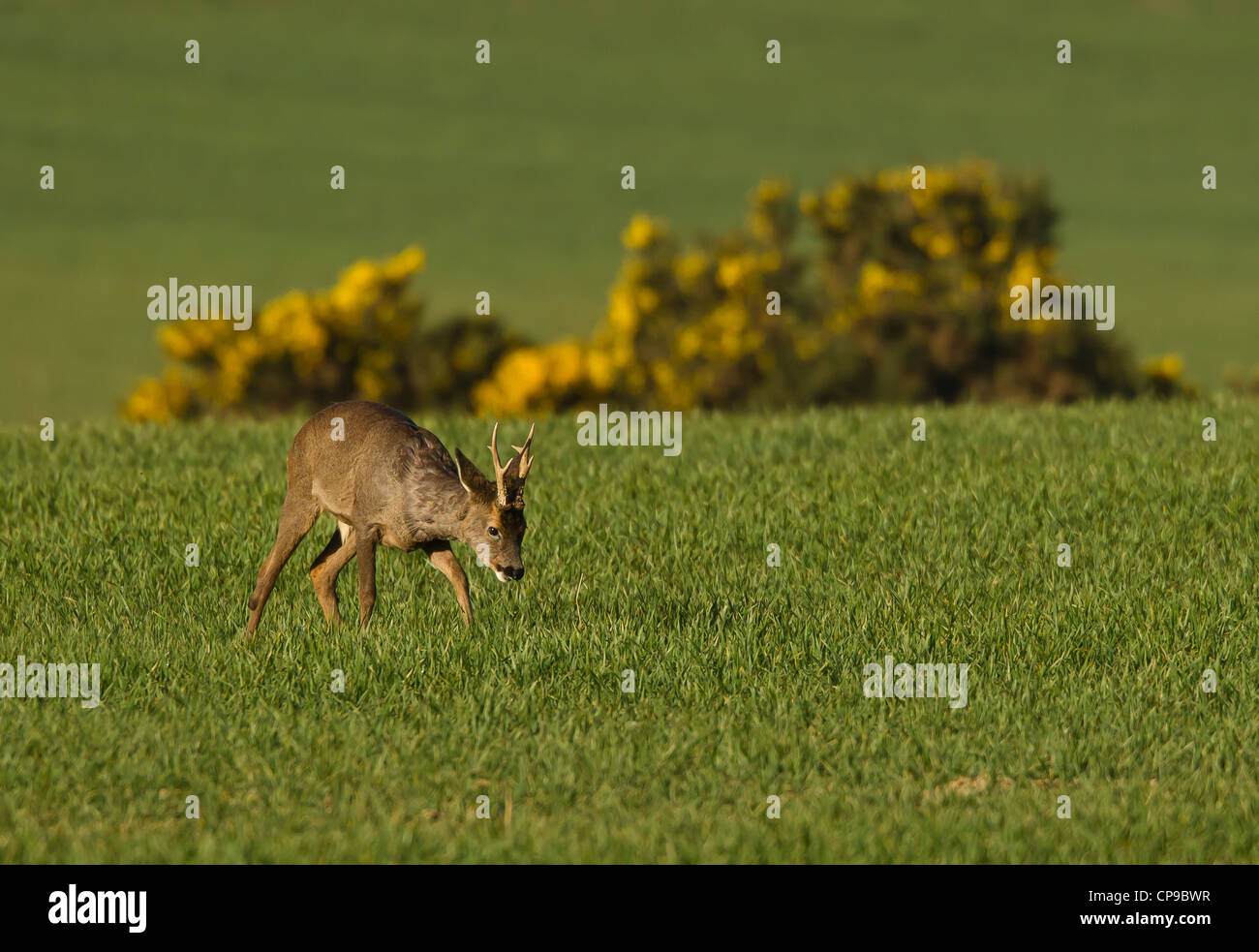 Roe Deer buck in short crop field Stock Photo - Alamy