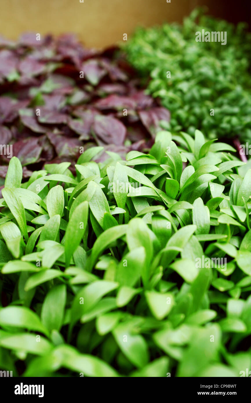 Micro cress hi-res stock photography and images - Alamy