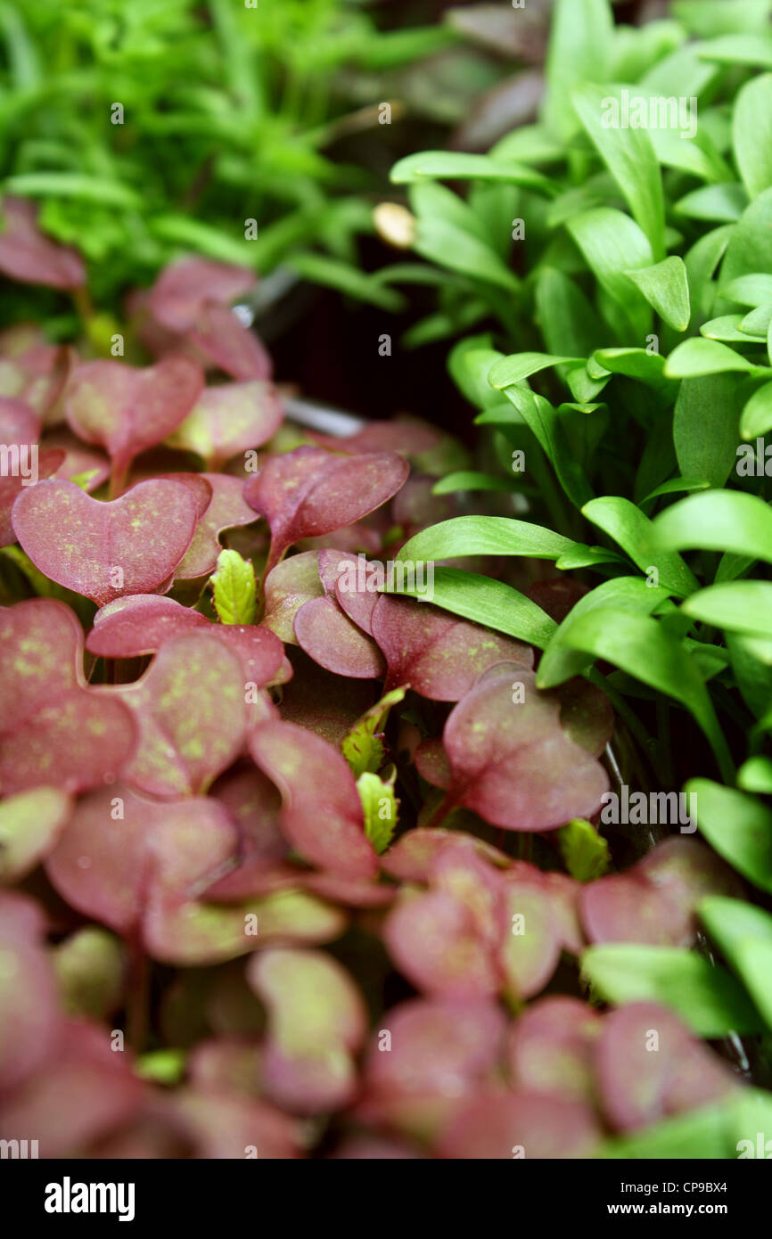Micro greens hi-res stock photography and images - Alamy
