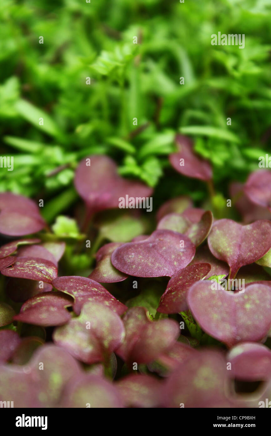 Micro cress hi-res stock photography and images - Alamy