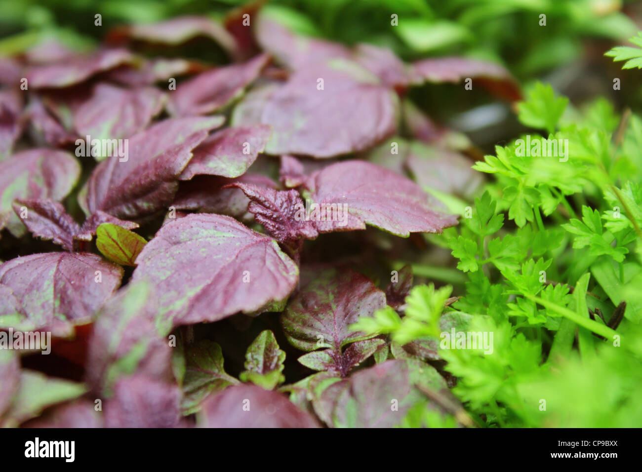 Micro Leaves High Resolution Stock Photography and Images - Alamy