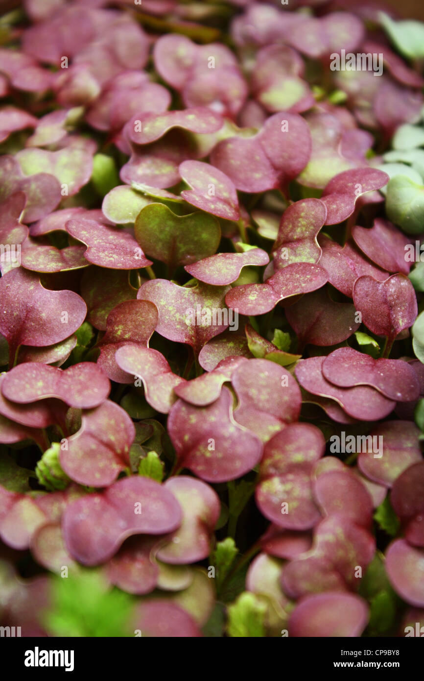Micro cress hi-res stock photography and images - Alamy