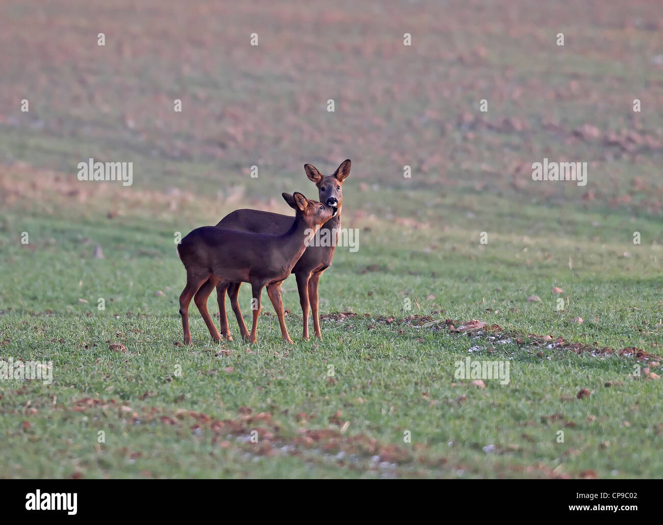 Roe deer doe and fawn Stock Photo - Alamy