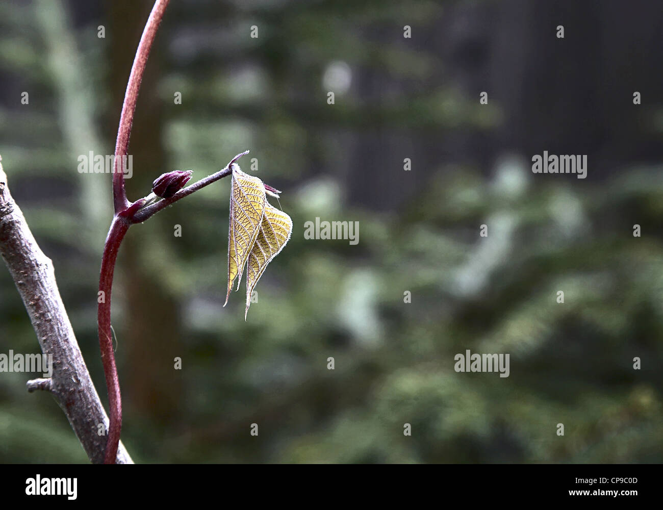 Two leaves on a background of a dry branch and greens Stock Photo - Alamy