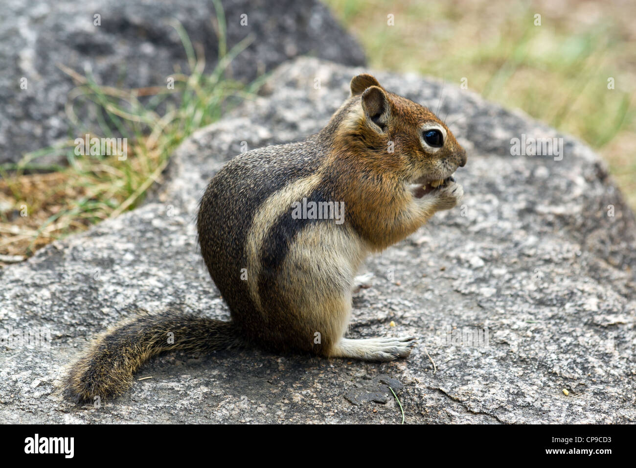 Chipmunk eating a nut in the Colorado Rocky Mountains Stock Photo - Alamy