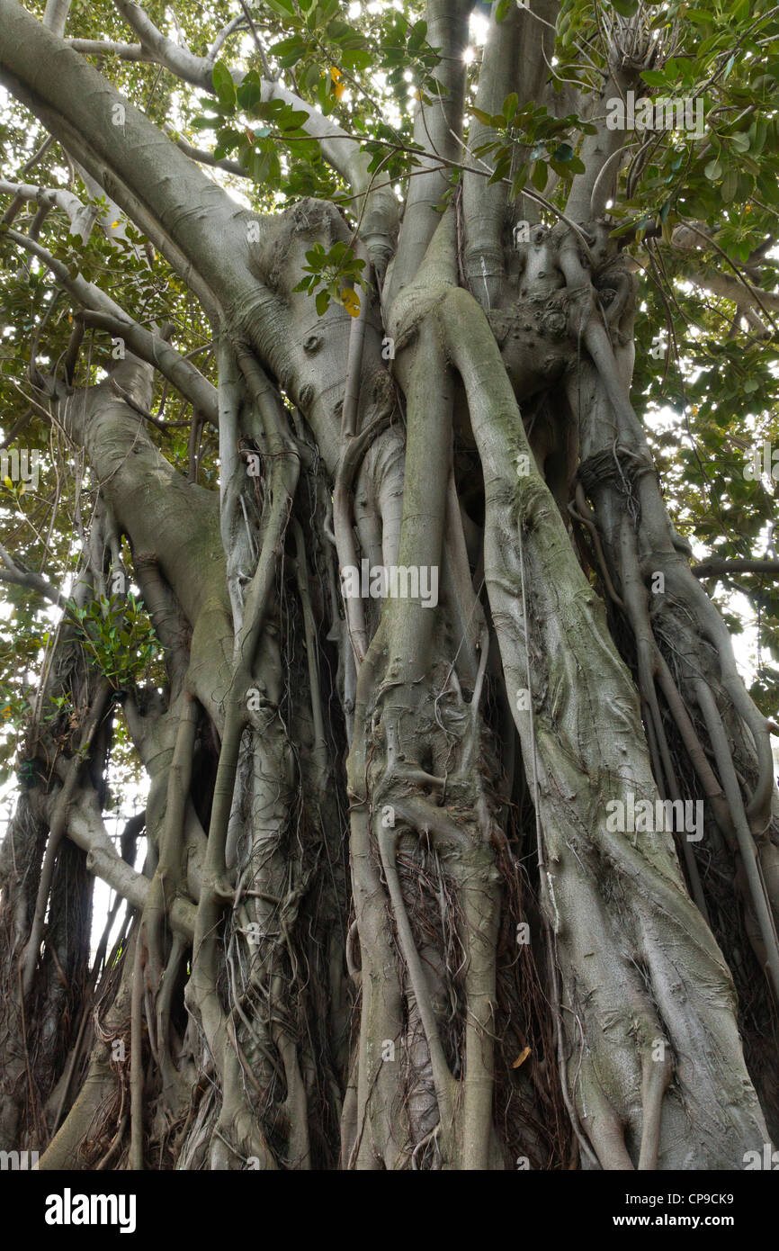 Australian weeping fig or bearded fig, Ficus macrophylla Stock Photo ...